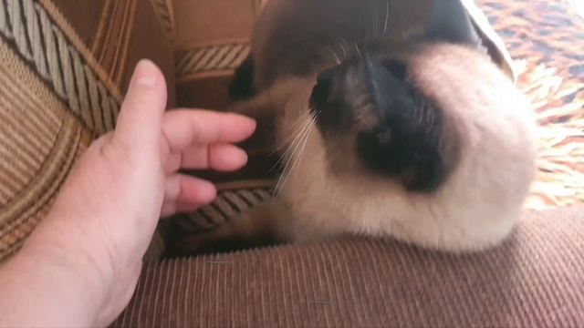 Котик спрятался.