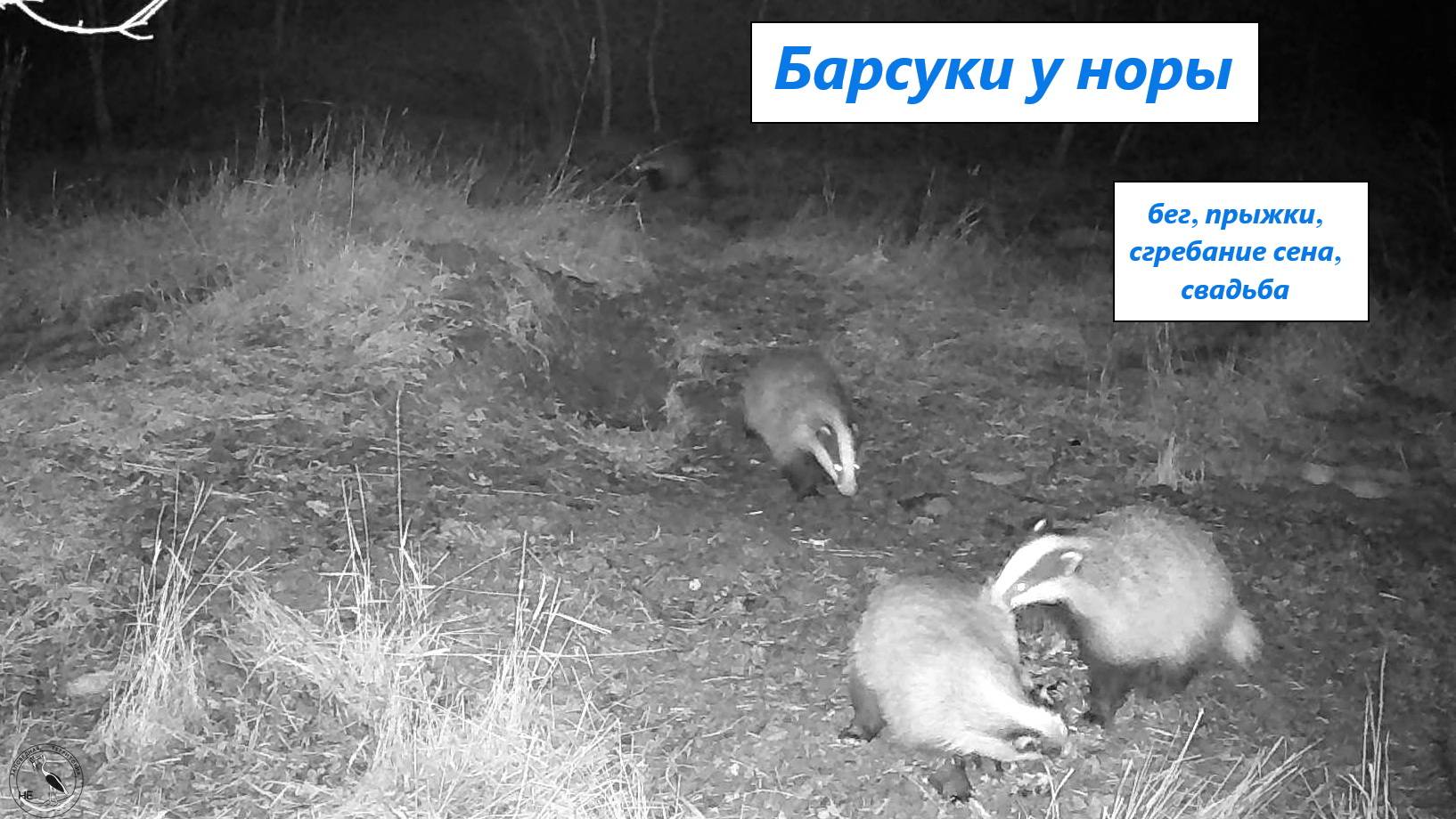 Барсуки у норы. Весенние хлопоты. 07.03.25