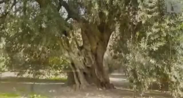 .... Как делают Оливковое масло....