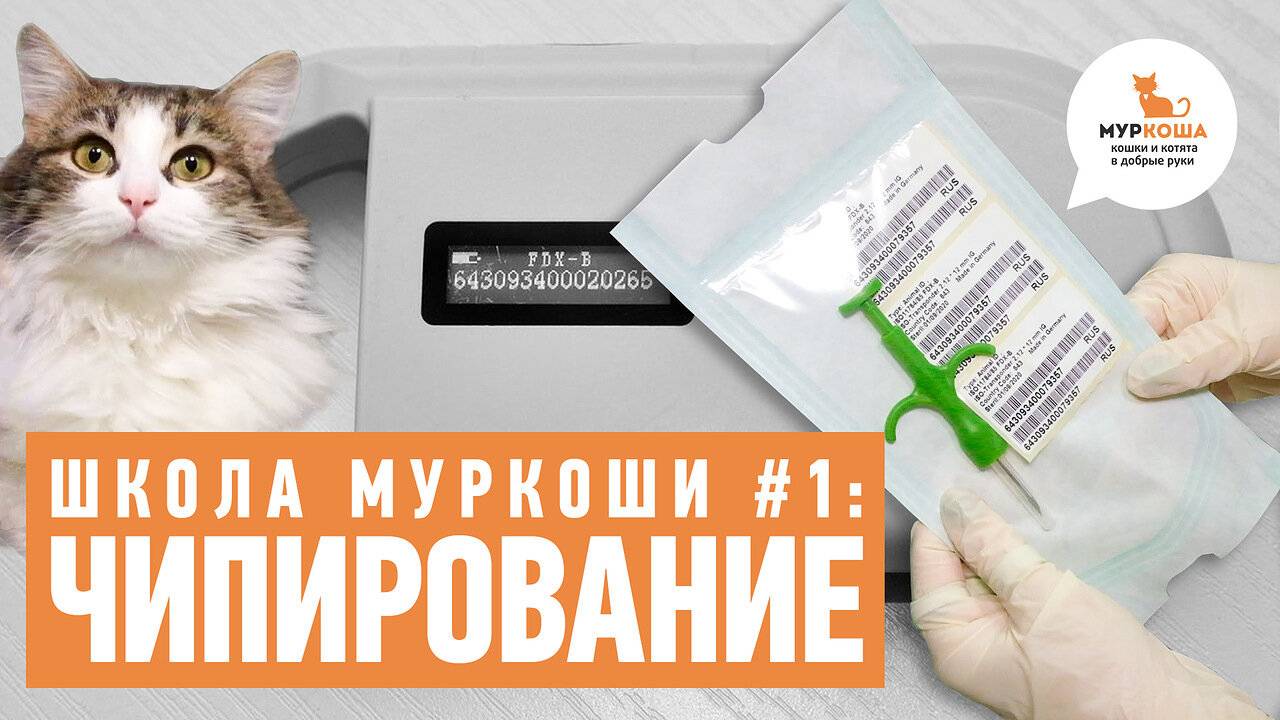Школа Муркоши #1. Чипирование кошек: нужно ли оно?