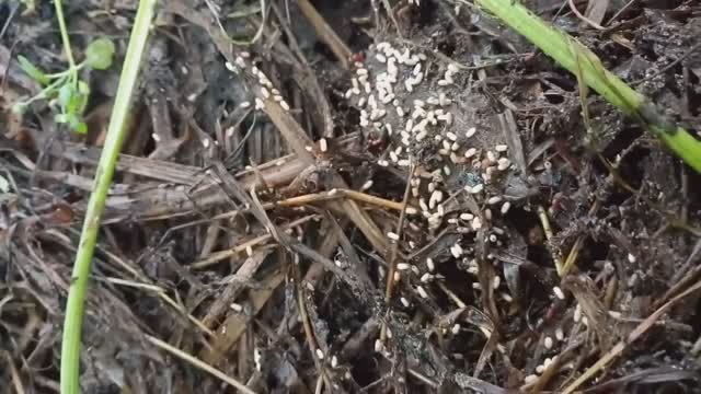 Муравьи садовые против лесных .Чем же закончится битва_Интересный эксперимент!!!.mp4