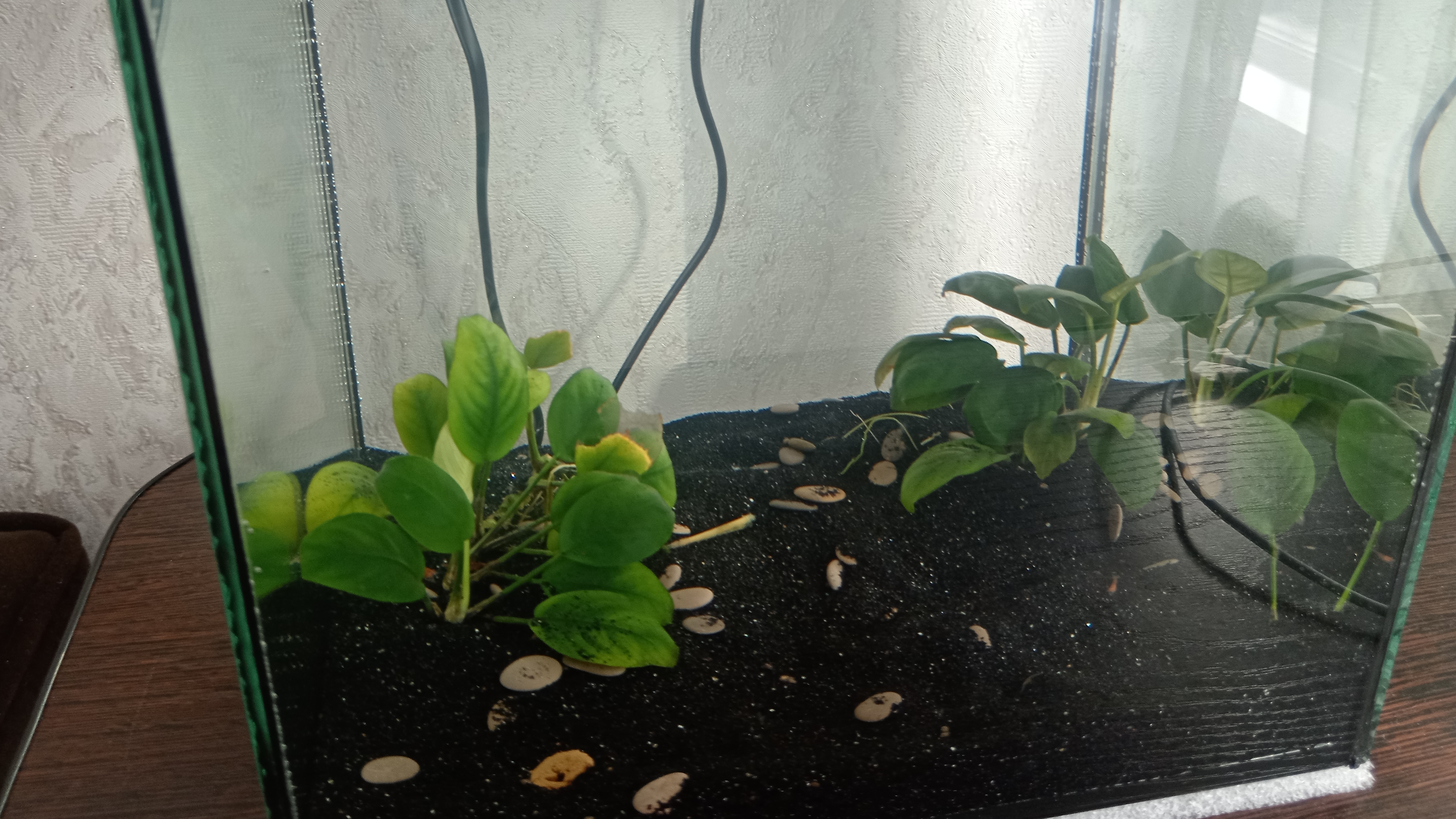 Купил новых обитателей Какие же И кто