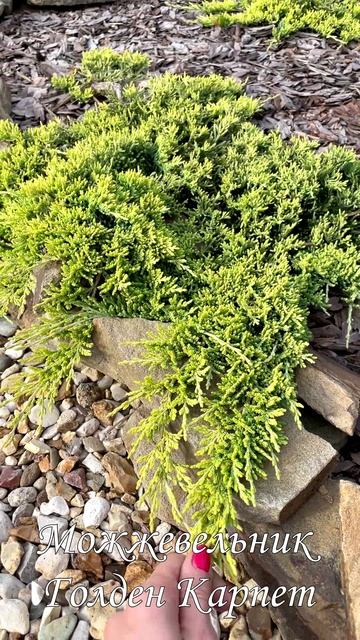 Можжевельник Голден карпет