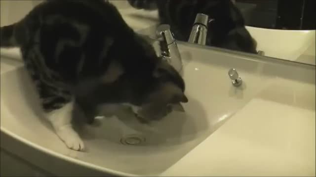 Кот Кузьма (музыка Л. Горцуевой, слова В. Новичихиной )