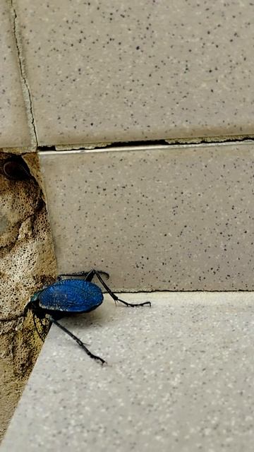 Крымская жужелица.