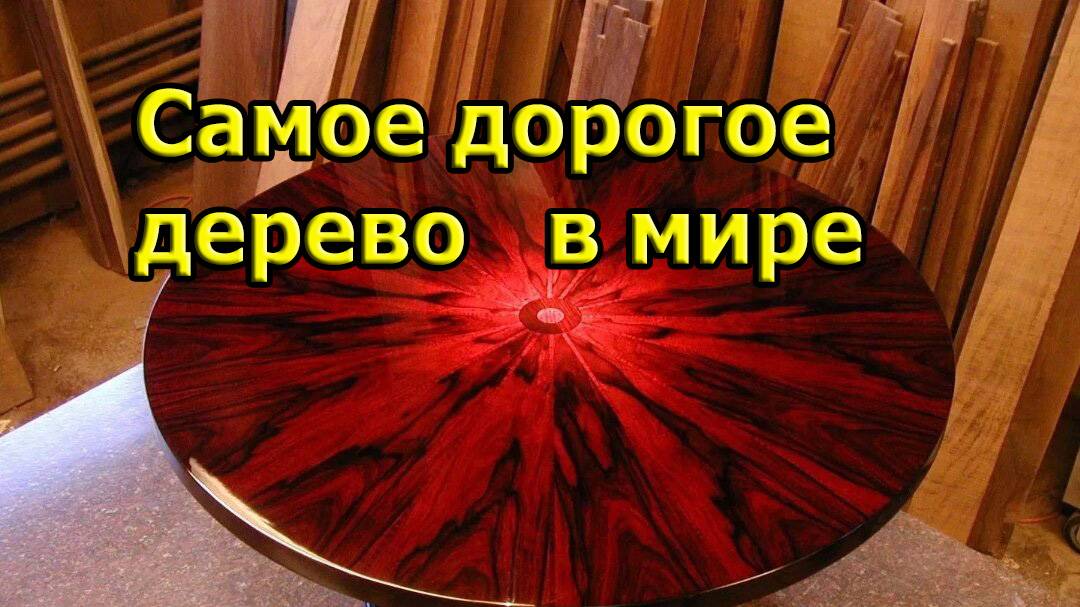 Какое дерево самое дорогое в мире? Сандаловое дерево. Почему оно самое дорогое?
