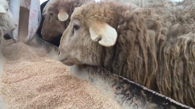 Кормление овец и коз [экструдированный корм]