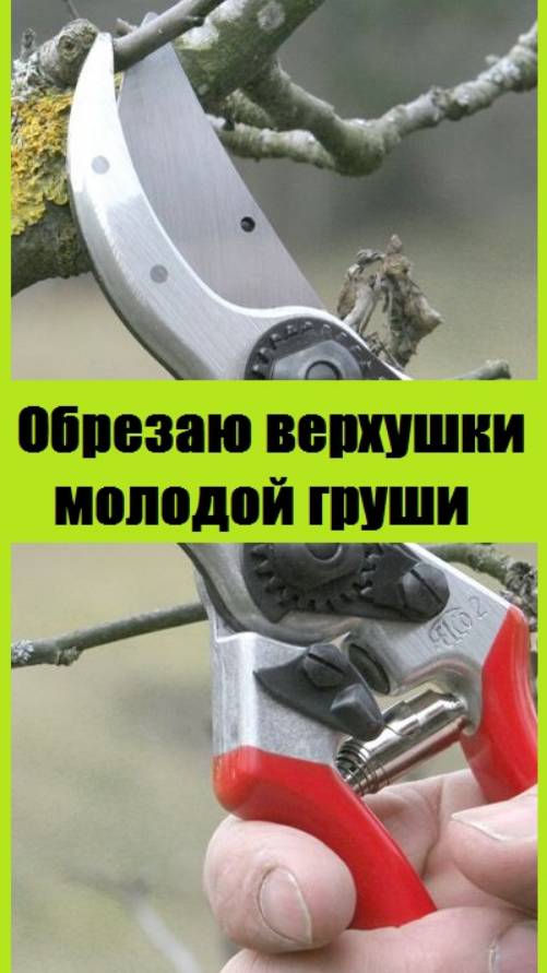 Обрезка груши, это всегда риск, поэтому обрезаю немного