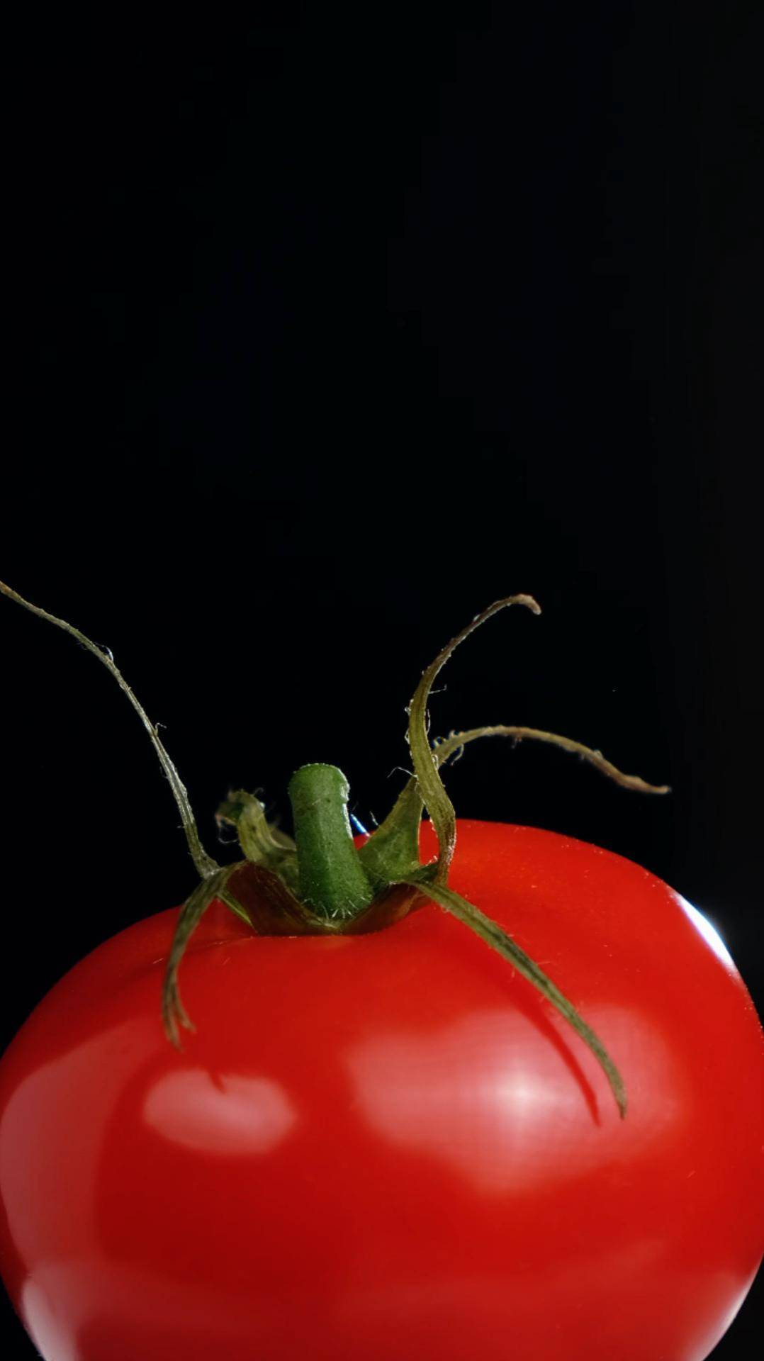 🔴 Побег черри: гастрономический экшен с котом! Food видео