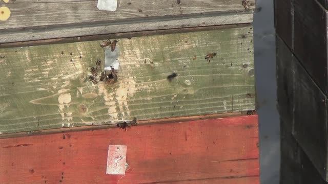 Первый робкий облёт. (17марта +3гр.) Сюжет 5й