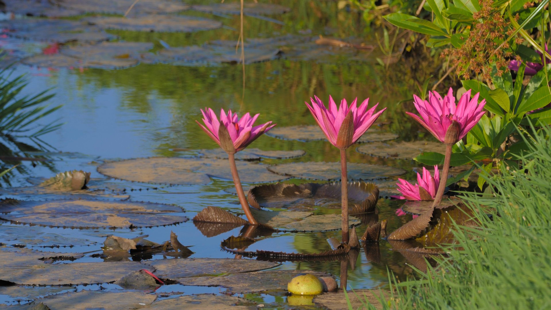 "Райский остров"
10 серия - Очарование живой природы