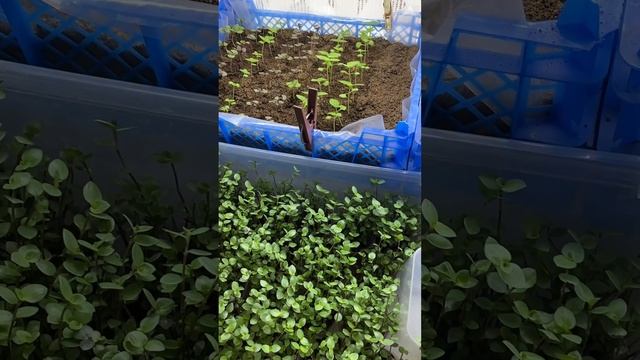 обзор растений дома 16 марта