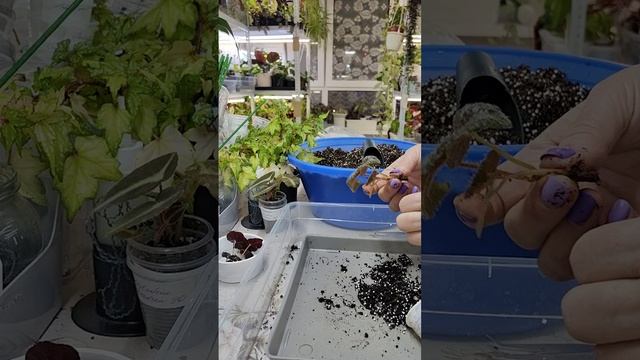 Пересадка декоративно лиственных бегоний 🌸☘️🌸☘️🌿