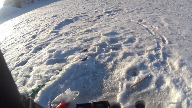 Наловил живца и поставили жерлицы. Закрытие сезона подледной рыбалки удочками и жерлицами 👍💪✊🥳