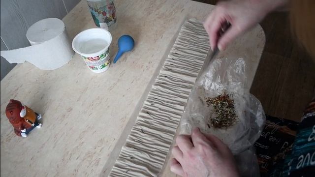 Проращивание семян на туалетной бумаге, на примере бархатцев