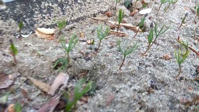 Ель сибирская из семян. Рассада. / Siberian spruce from seeds. Seedling.
