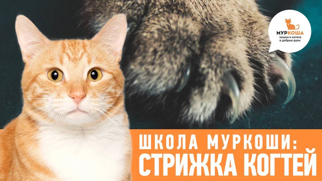 Школа Муркоши #7. Стрижка когтей