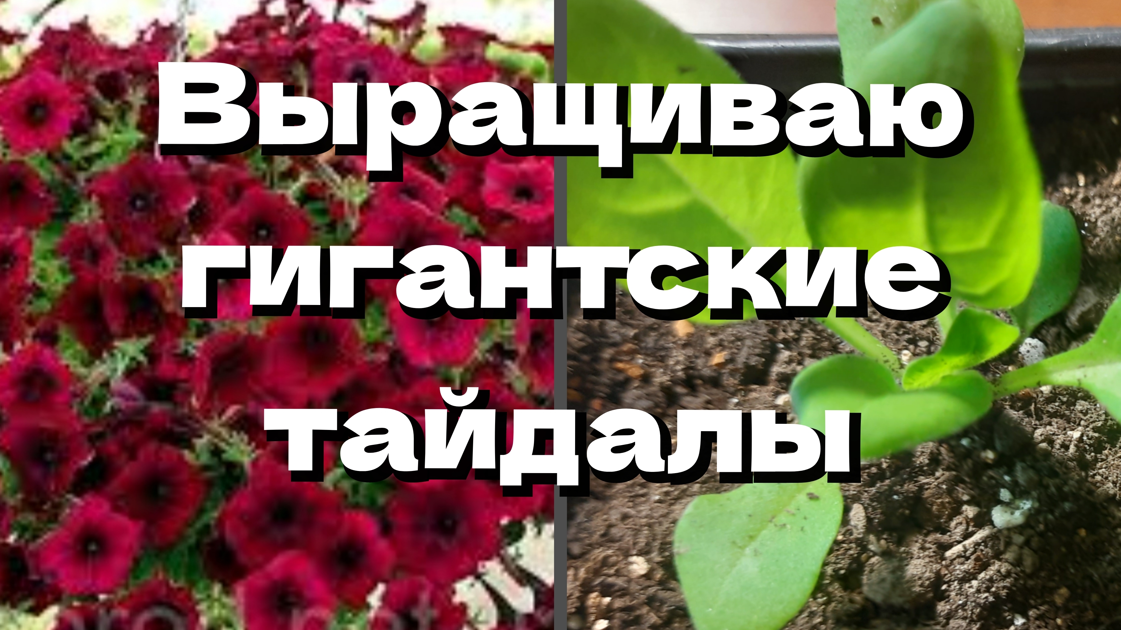 Петунии. Перевалка. Подкормки. Световой режим