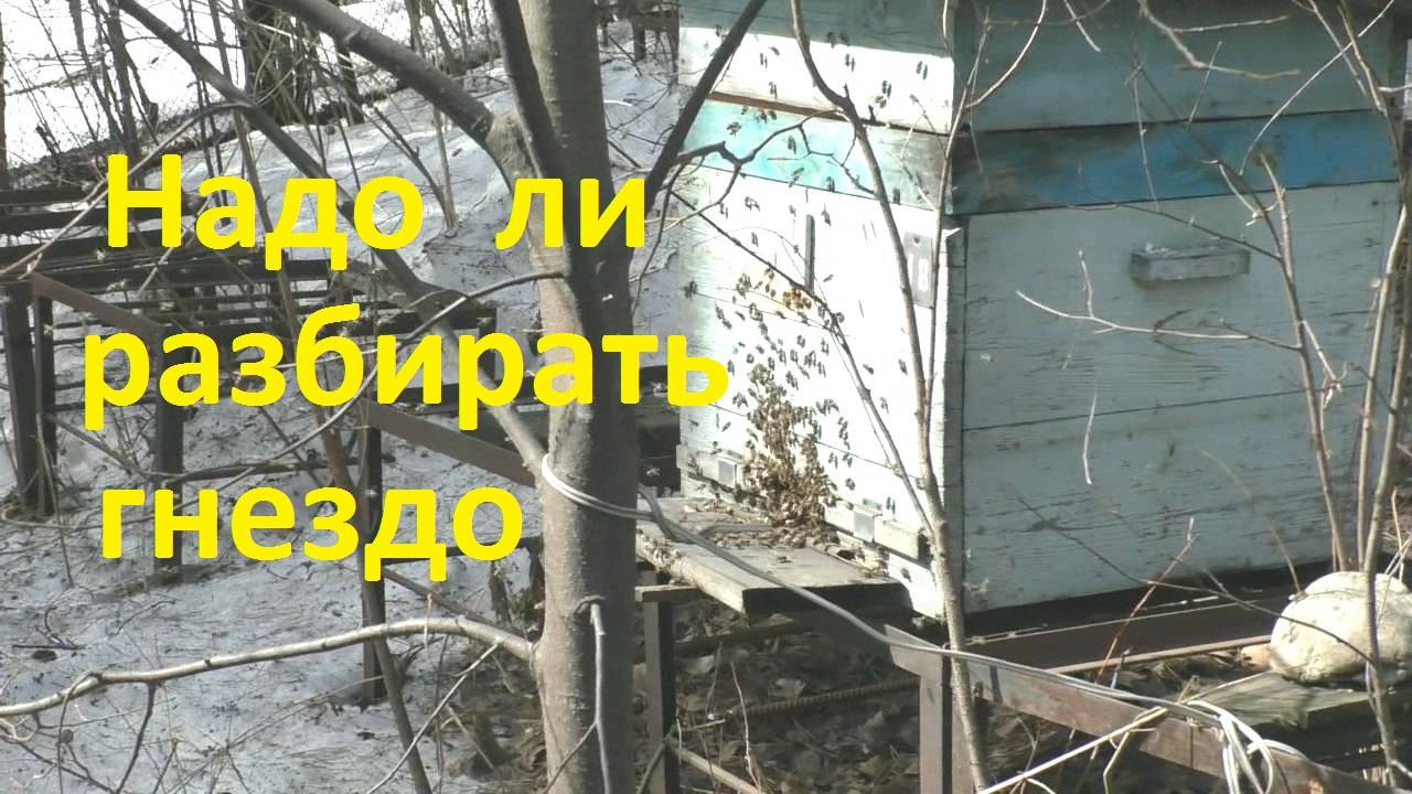 Возможна ли весенняя ревизия пчел без разборки гнезд