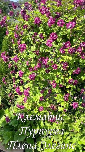 Обзор Клематиса Пурпуреа Плена Элеганс