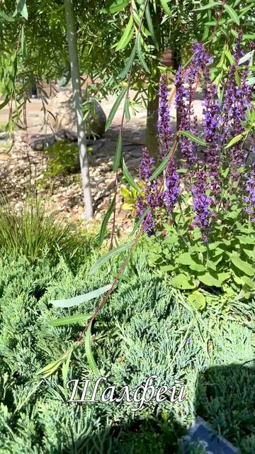 Шалфей Дубравный