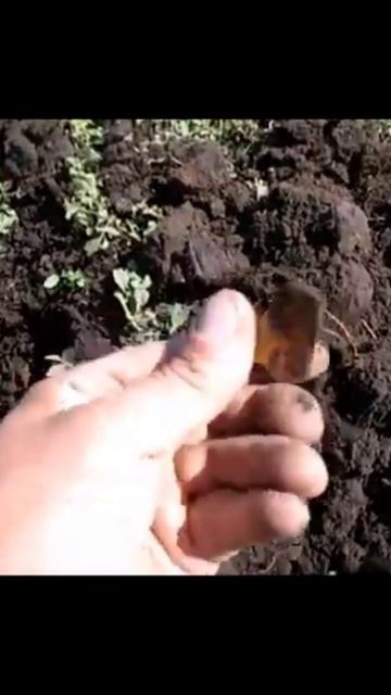 Поиск с металлоискателем ace 250