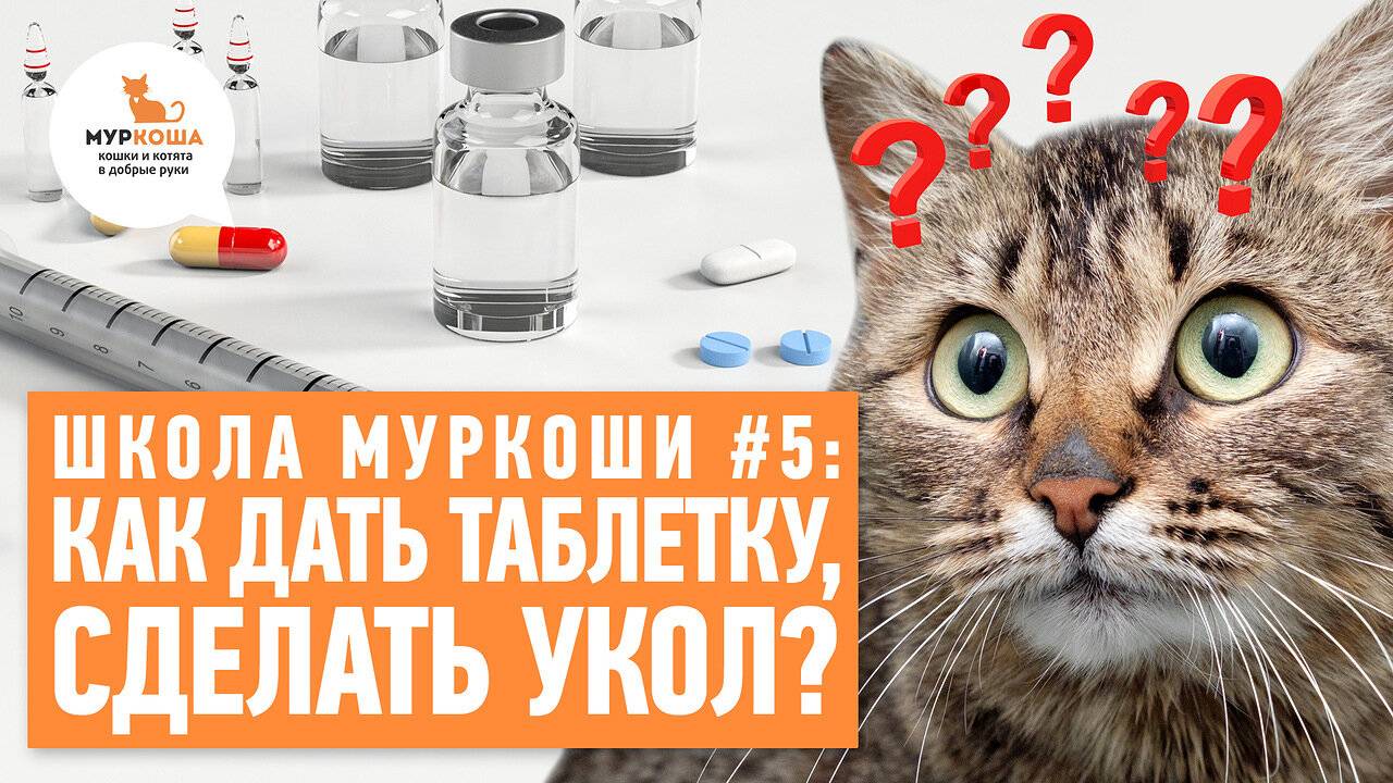 Школа  Муркоши  #5. Как дать кошке таблетку? Как сделать укол?