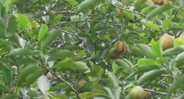 ... Как выращивают и обрабатывают Мускатный орех.....