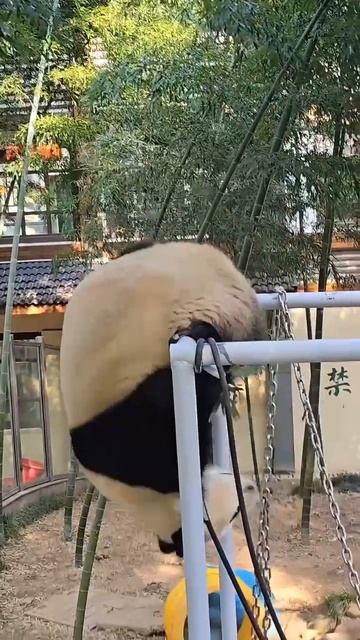 Один день из жизни панд😅