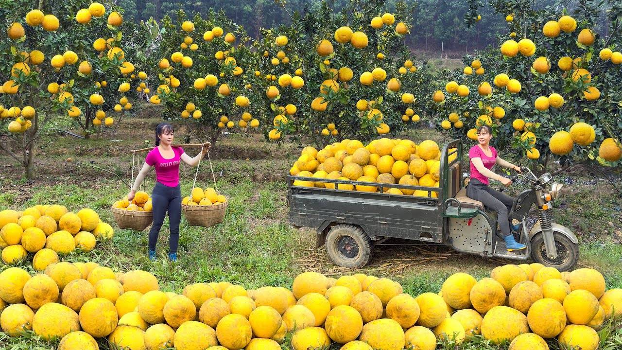 Неугомонная Работяга из Вьетнама. Сбор большого количества грейпфрутов. Продажа на сельском рынке.