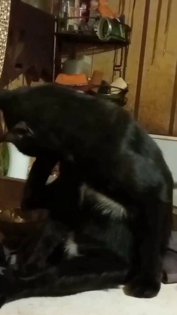 Жил да был чёрный кот...