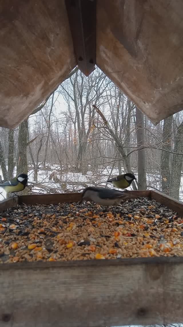 Лесная кормушка и её посетители 🐦