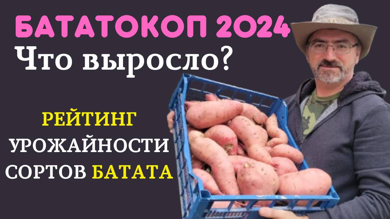 Бататокоп 2024. Рейтинг сортов батата. Уборка батат и урожайность