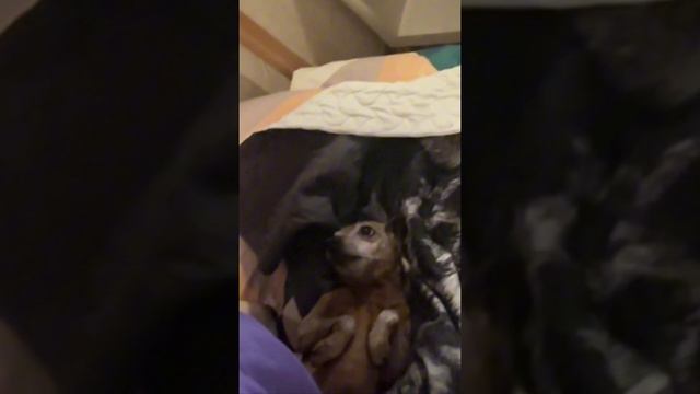 Язык тела у собаки или как понять собаку? #Shorts