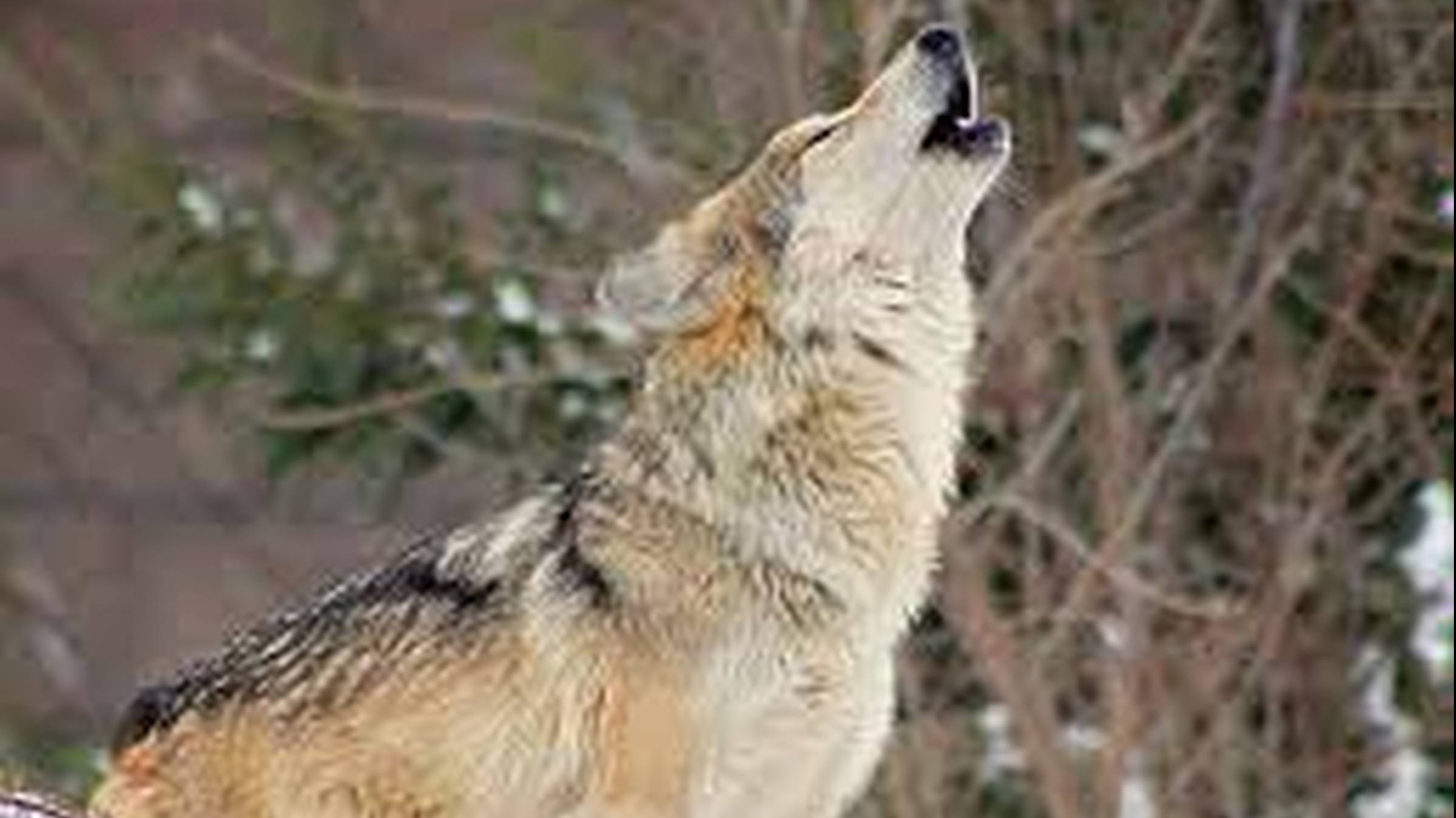 Волк спас ребёнка. Интересная история про волка.