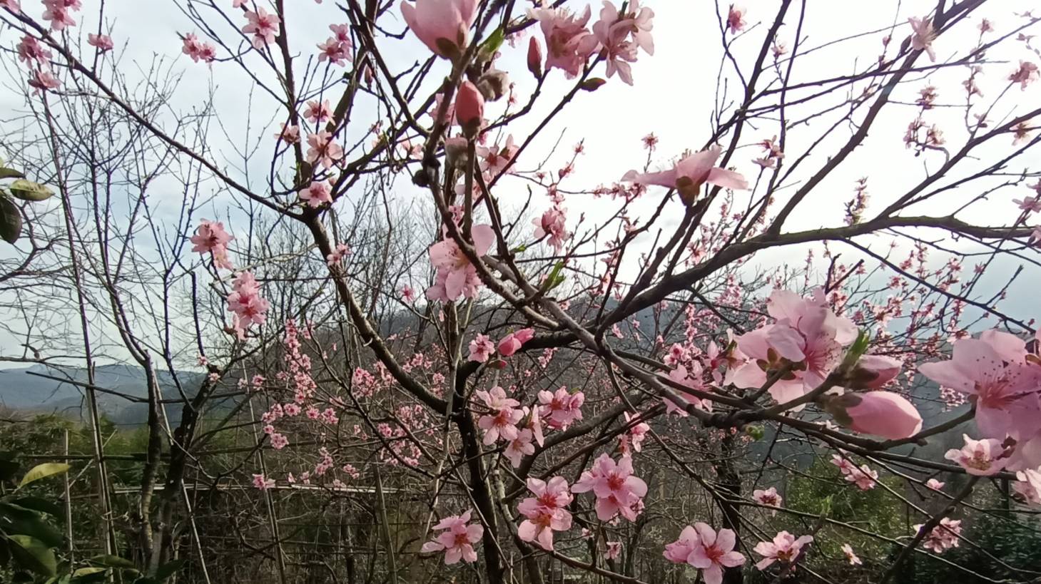 Март в Сочи. Цветущий сад