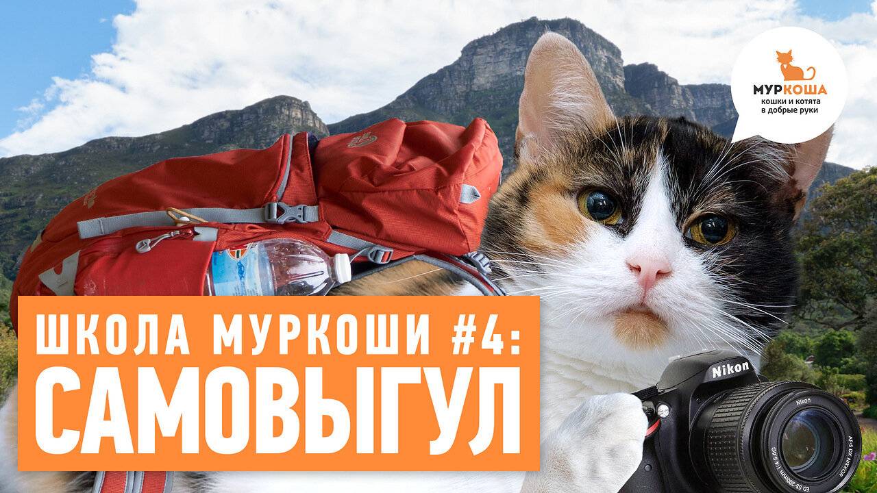 Школа Муркоши #4. Чем опасен самовыгул кошек?