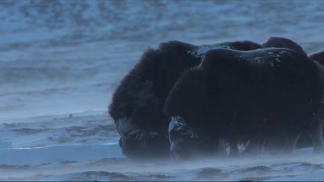 Овцебык с острова Врангеля.