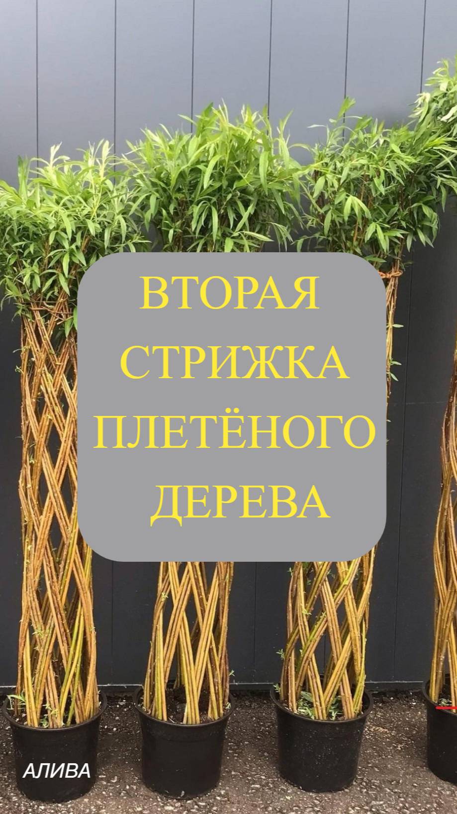 Вторая стрижка плетёного дерева.