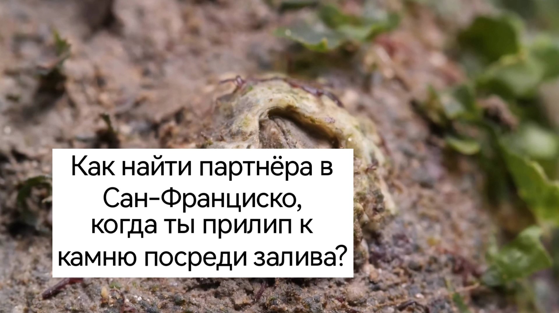 Балянусы, они же морские жёлуди