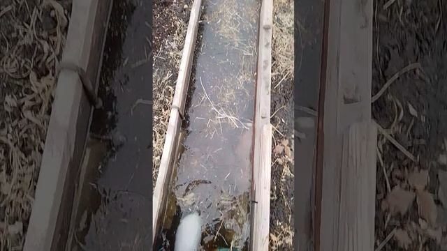 Теплицу затопило! 😲