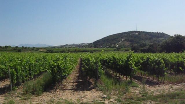 Виноградники Торрес!
