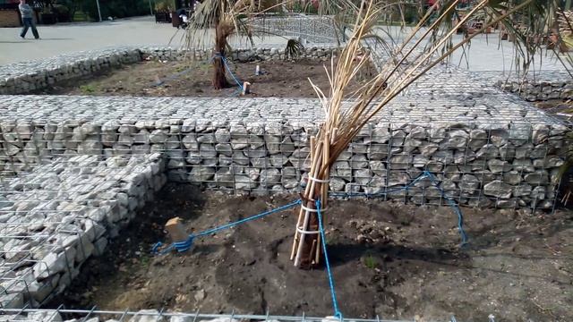 Новые пальмы засохли