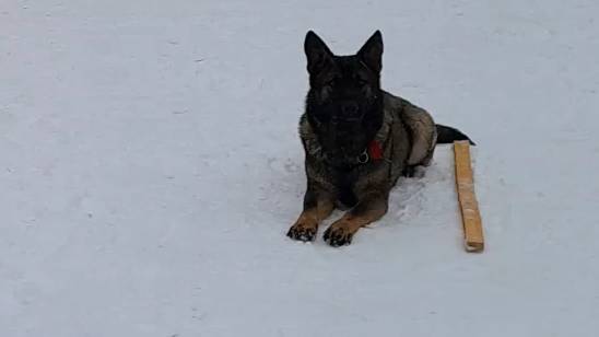 Делика Из ТД