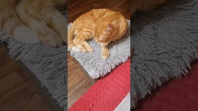 Чистюля Мурзик