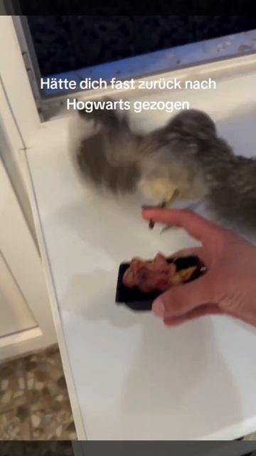 Накормить сову