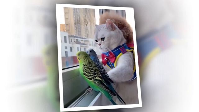 stories домашних животных на передержке