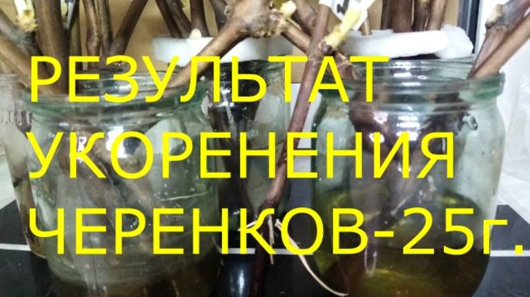 Черенки и корни 2025.