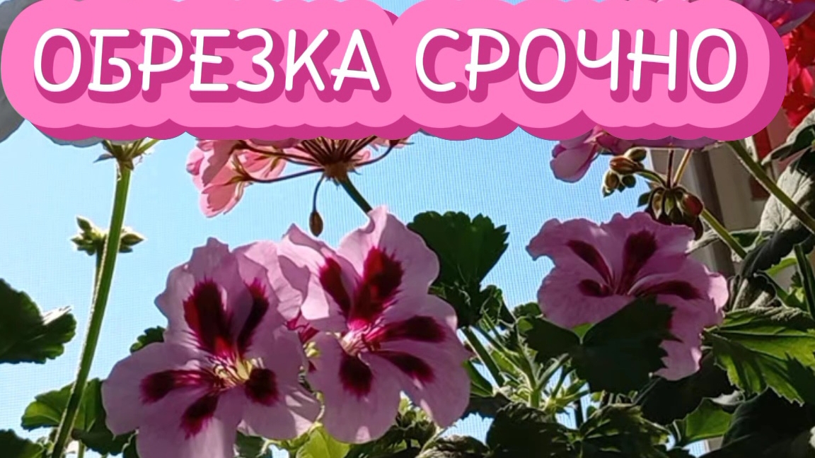 Обрезка Пеларгонии - Март. #комнатноецветоводство