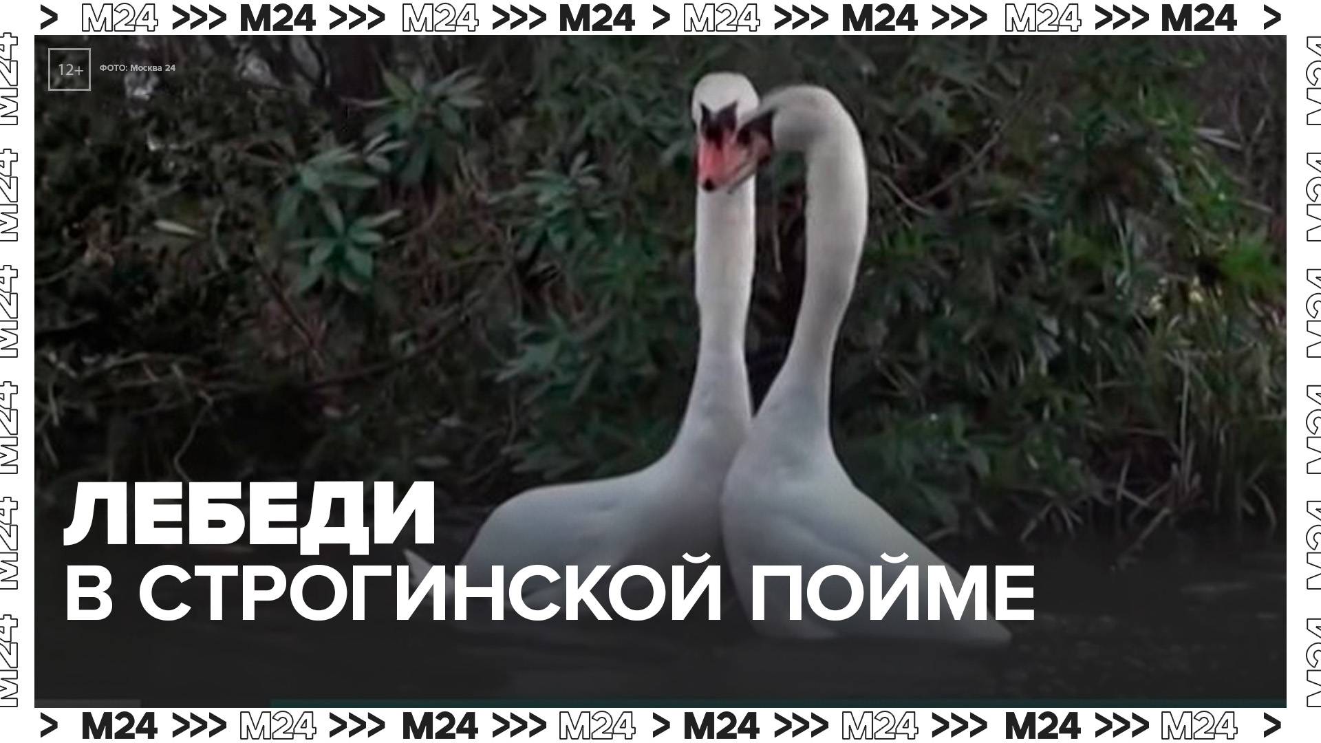 Москвичи заметили лебедей в Строгинской пойме - Москва 24